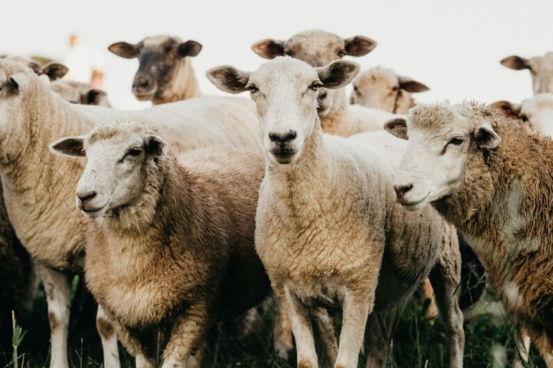 Local Abattoirs | Sustainable Food Trust